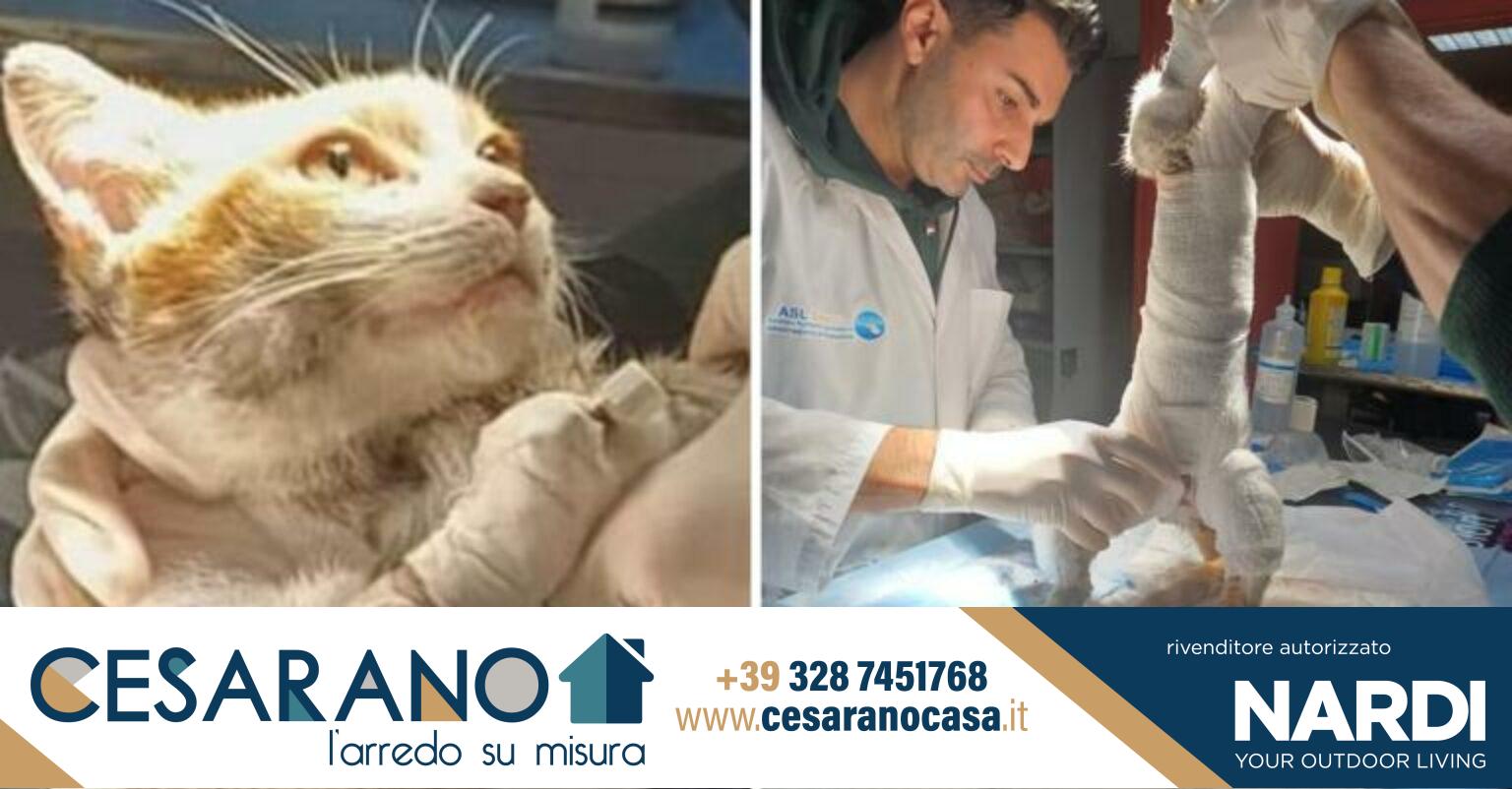 L’autopsia non lascia spazio a dubbi: «Leone scuoiato vivo da un essere ...