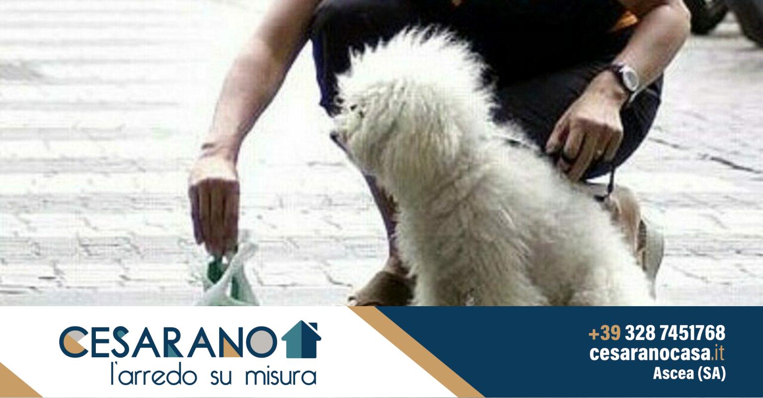 Agropoli, cacca del cane in strada: proprietaria multata dovrà pagare ...