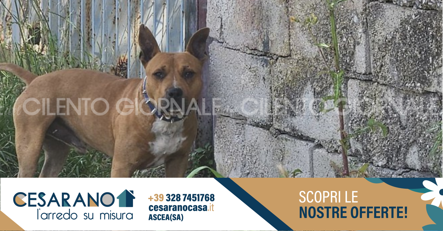 Eboli, pitbull terrorizza clienti bar: catturato | Giornale del Cilento