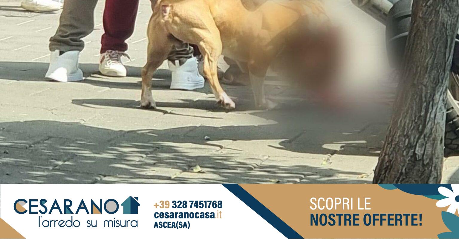 Eboli, dopo la tragedia del piccolo Francesco Pio scattano controlli ...