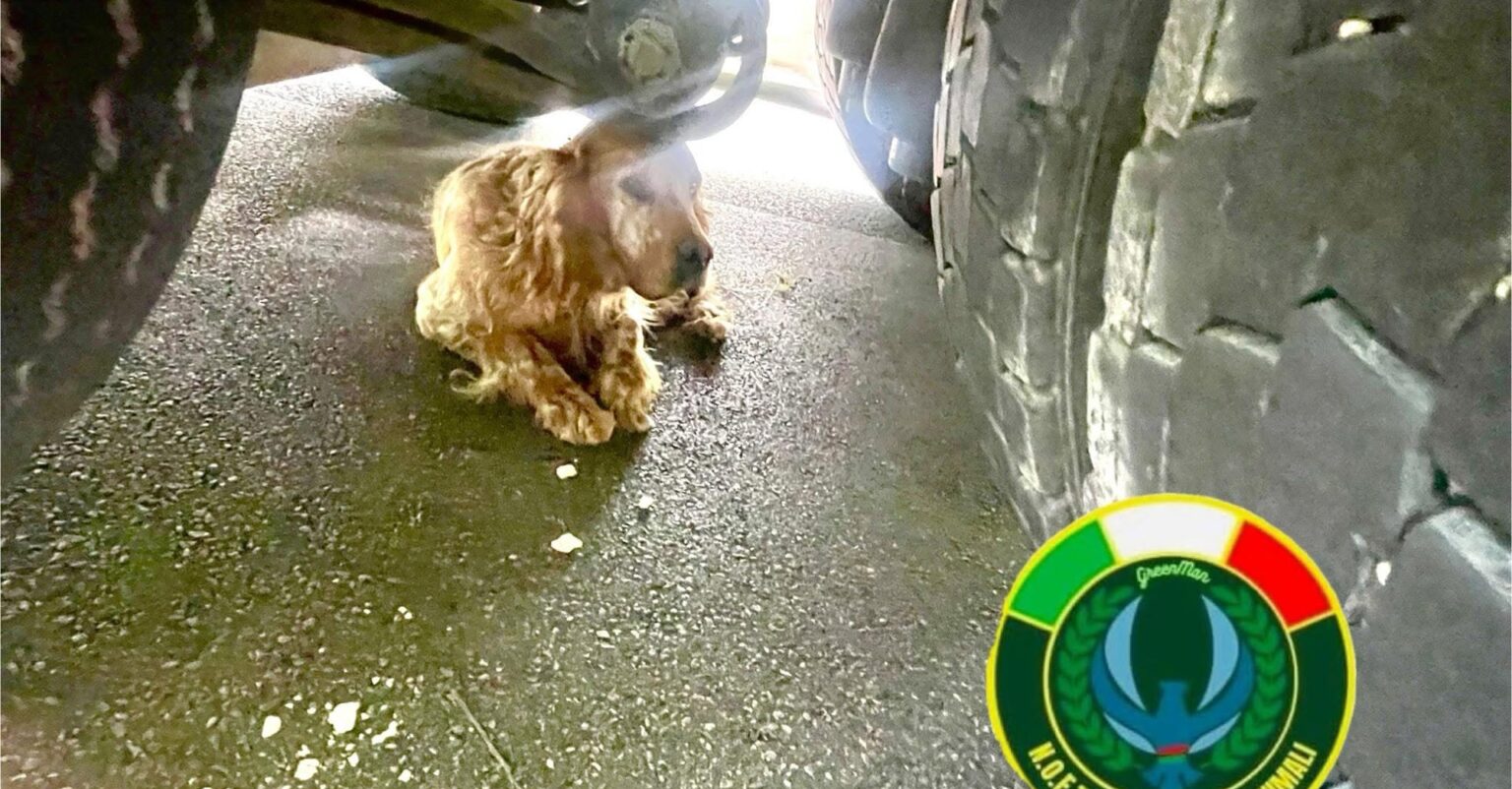 Eboli, cane finisce sotto un tir: salvato | Giornale del Cilento