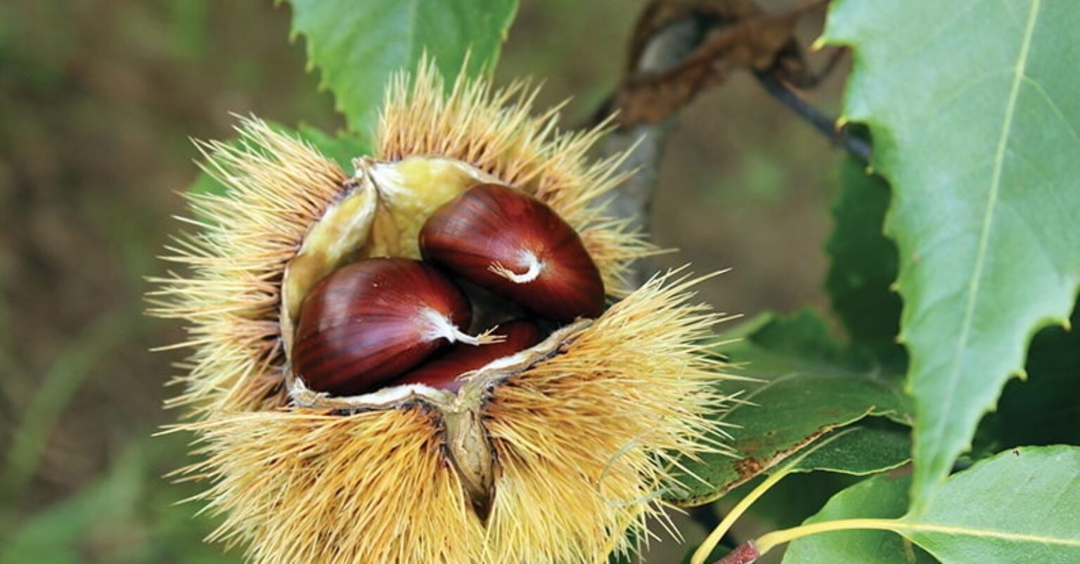Torna a Futani la festa della castagna dal 7 al 9 novembre, tra gusto ...