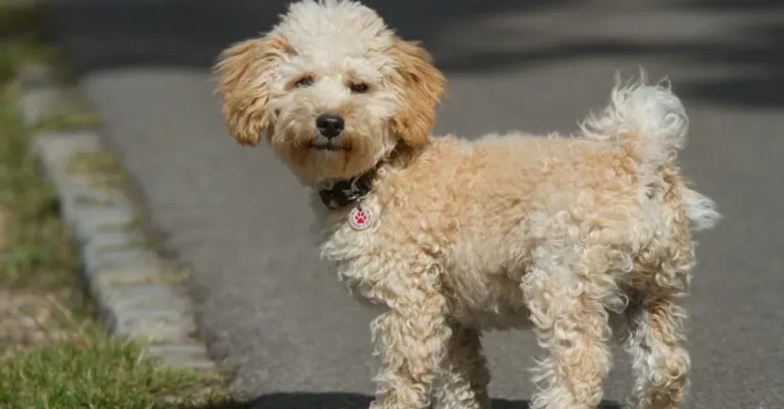 Che cane è il Cavapoo? Il mix perfetto tra affetto e intelligenza ...
