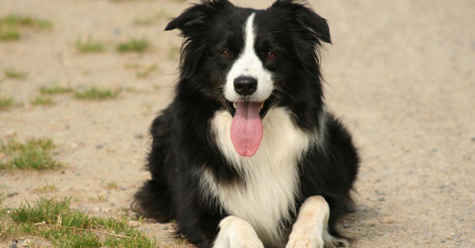 Border Collie, il genio del mondo canino: energia, intelligenza e ...